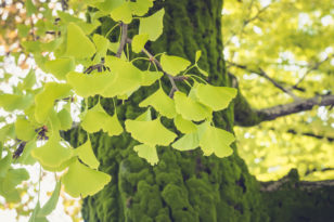 Die Ginkgo Frucht - Ist sie genießbar?