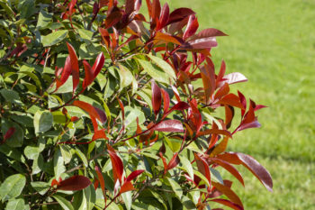 Glanzmispel als Hecke - Tipps zum Erfolg