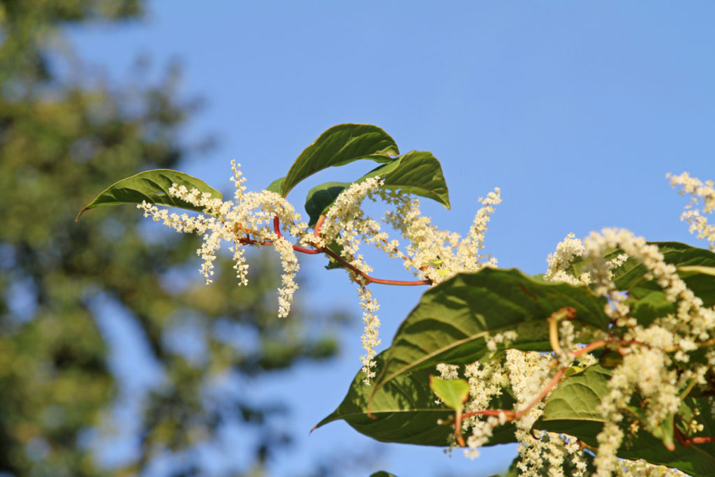 Japanischer Knöterich - Tipps zur erfolgreichen Bekämpfung