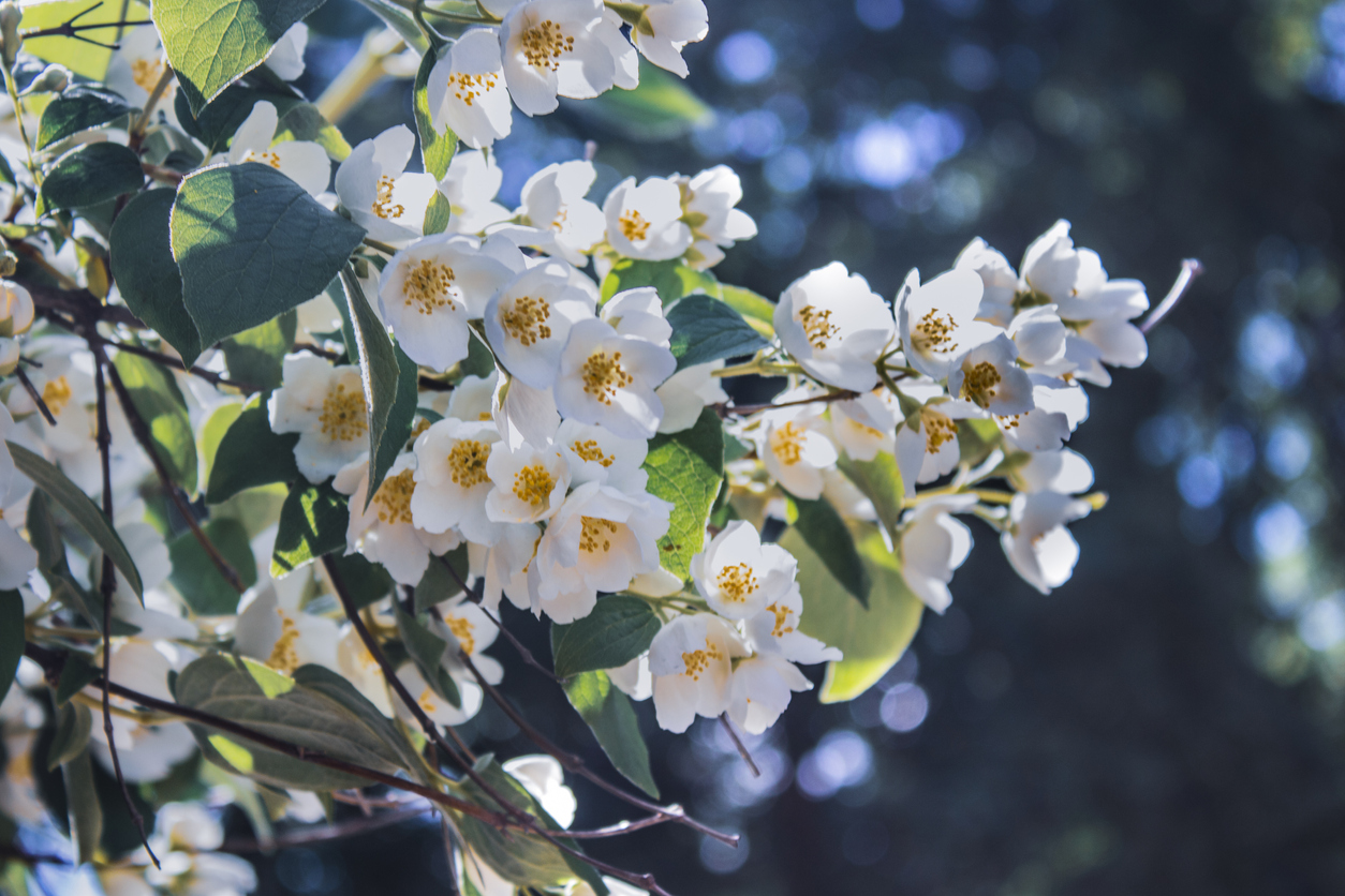 Jasmin-Blüten » Aussehen, Merkmale und Duftnoten