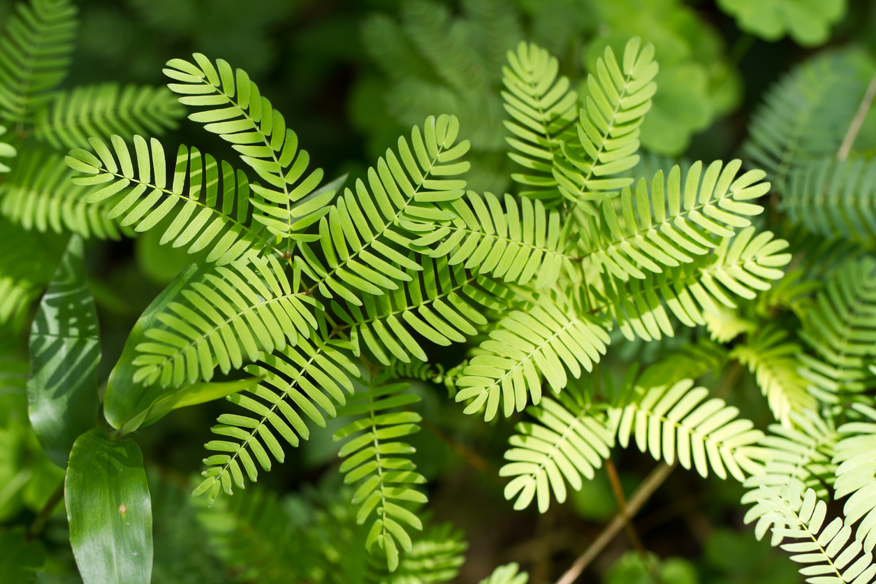 Sensitive Plant Care: What Makes Mimosa Pudica Unique