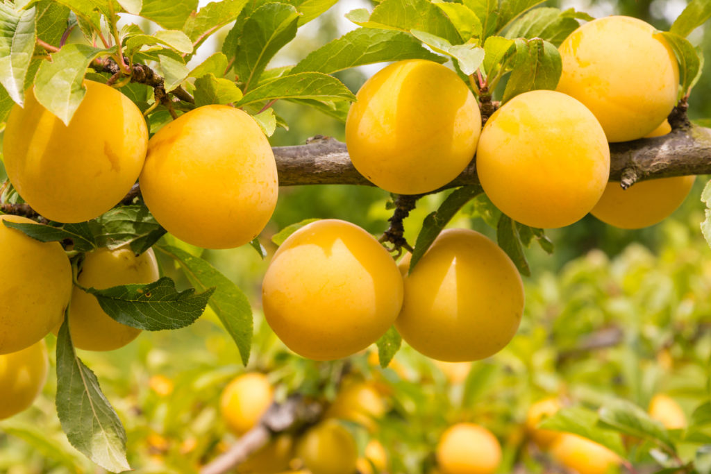 How to Prune Mirabelle Plum Trees: Top Tips & Techniques