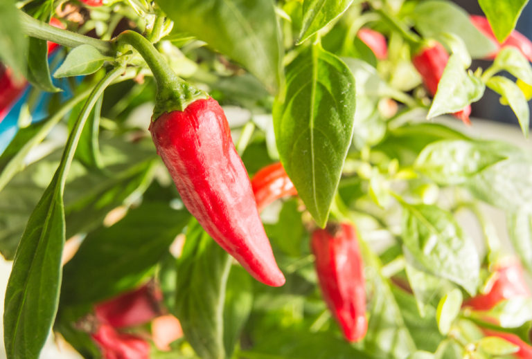 Peperoni pflanzen - Die besten Tipps