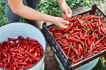 Peperoni pflanzen - Die besten Tipps