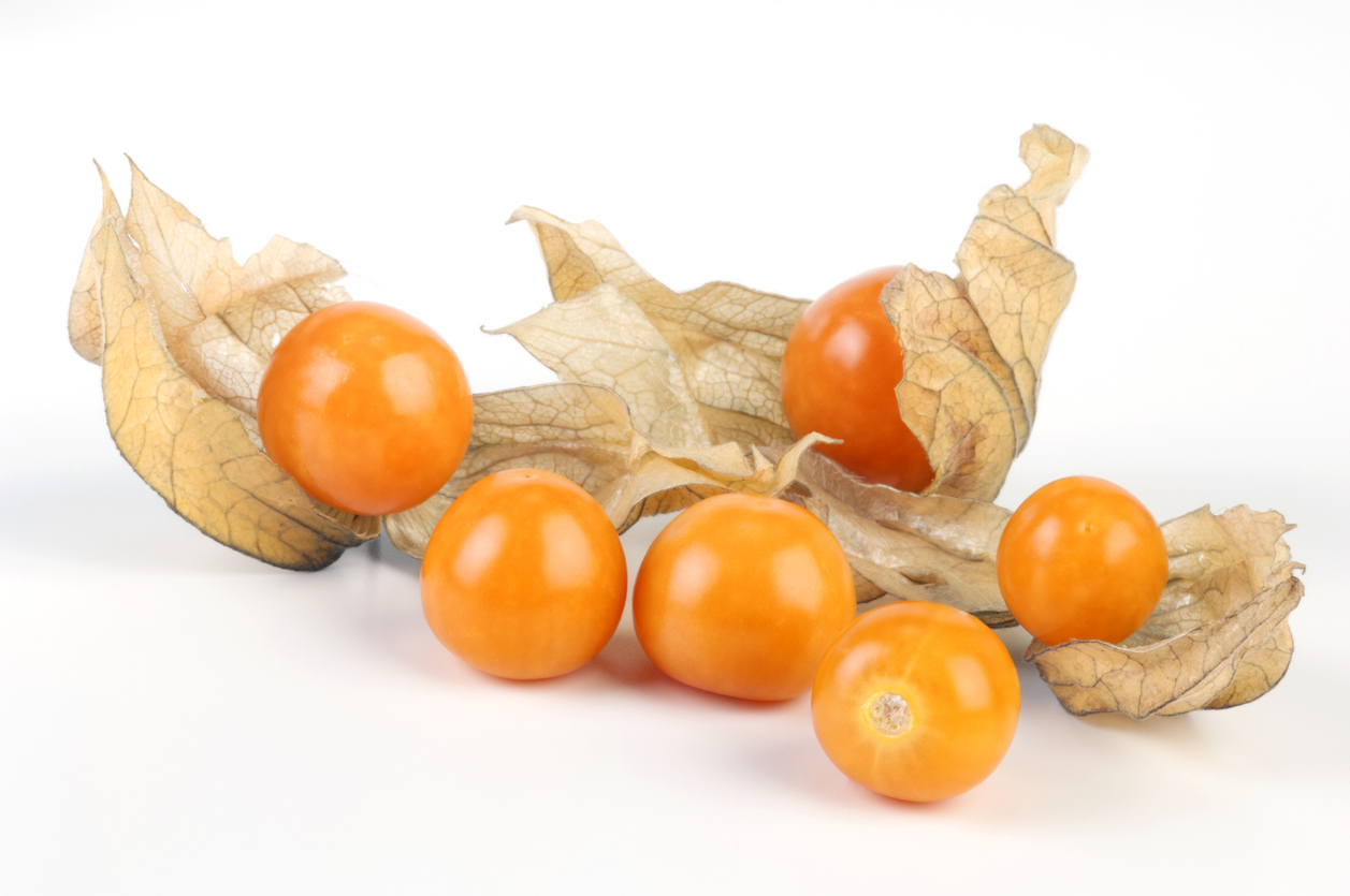 Physalis Frucht - Tipps zur Ernte