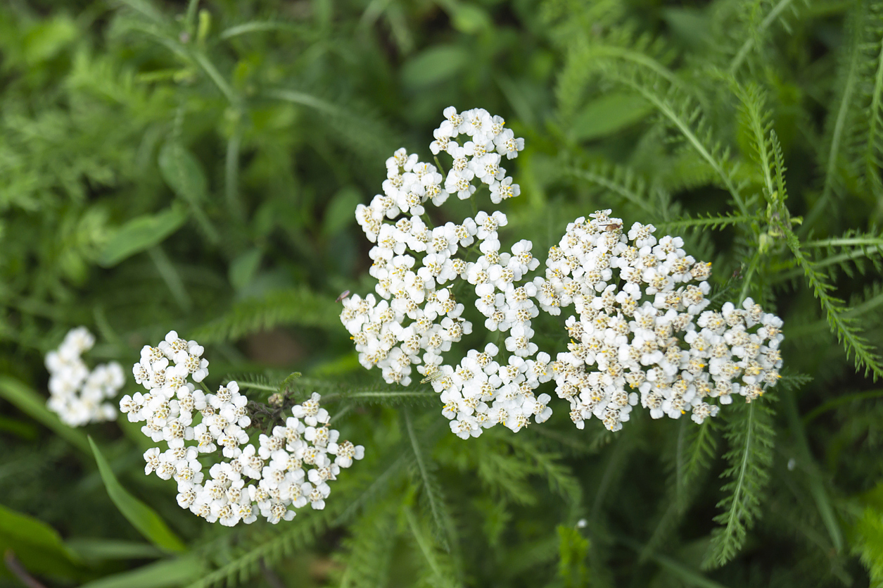 Schafgarbe Steckbrief - Lernen Sie die Pflanze kennen