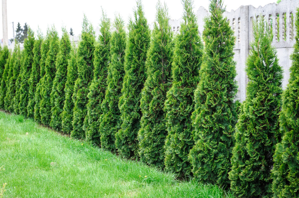 How to Prune Thuja into a Tree Shape: A Guide