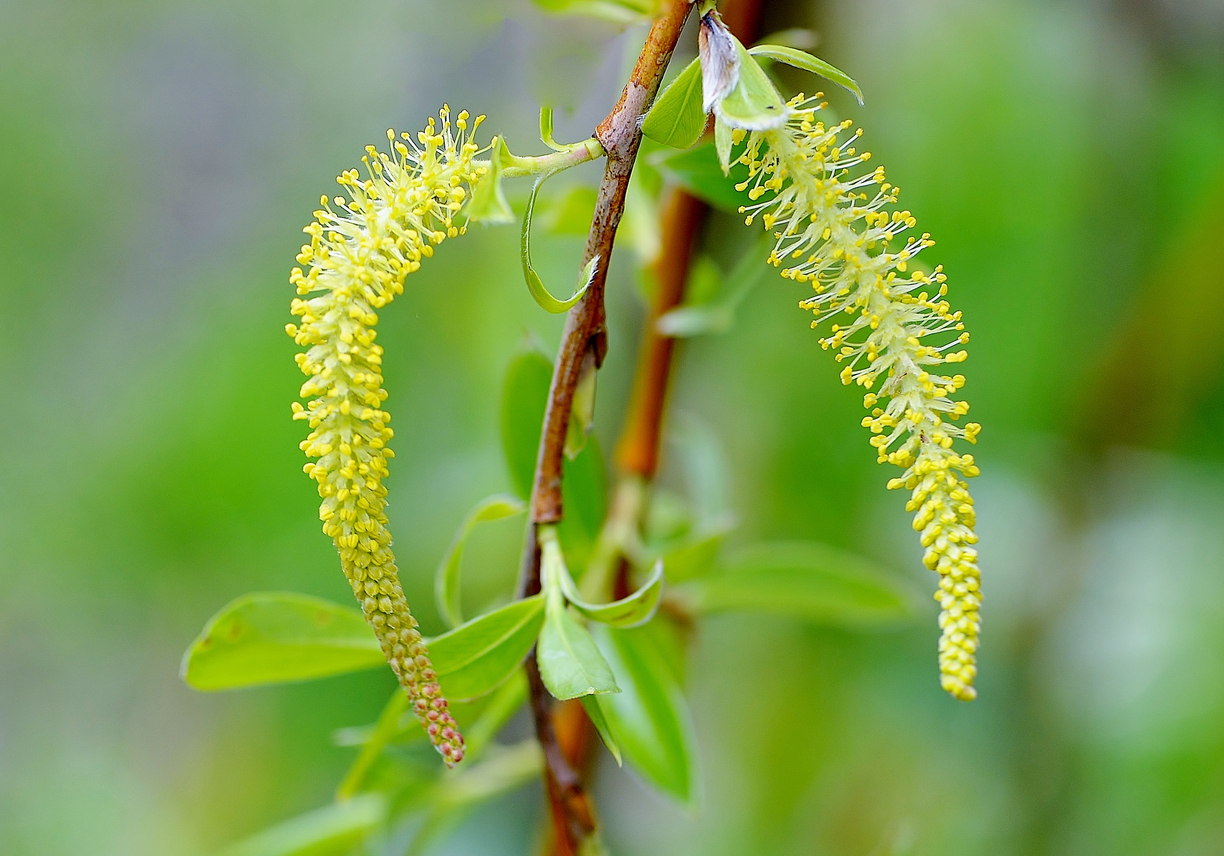 Trauerweide Blätter - Das Erkennungsmerkmal