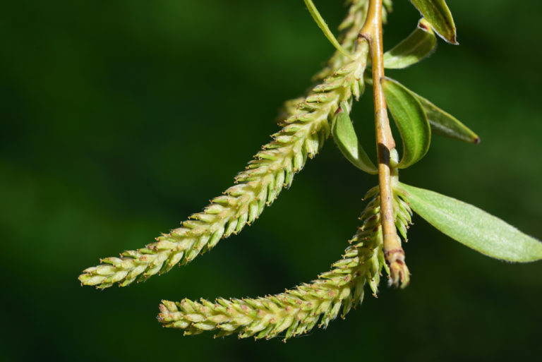 Trauerweide klein halten - Die besten Tipps