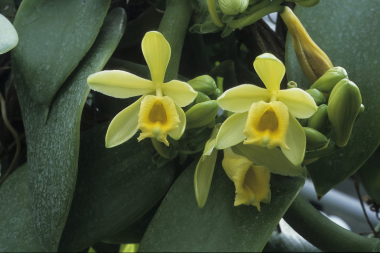 Vanille - Daran erkennen Sie die Blüte der aromatischen Pflanze