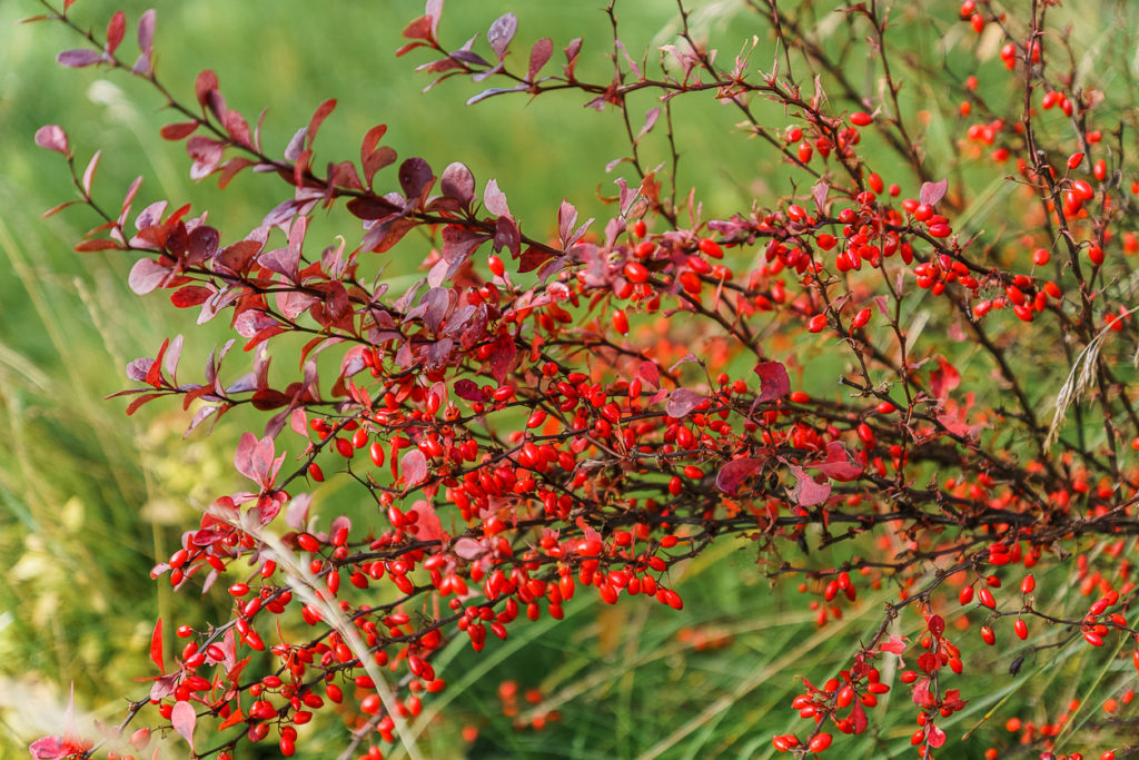 Berberitze Steckbrief - Lernen Sie die Pflanze kennen