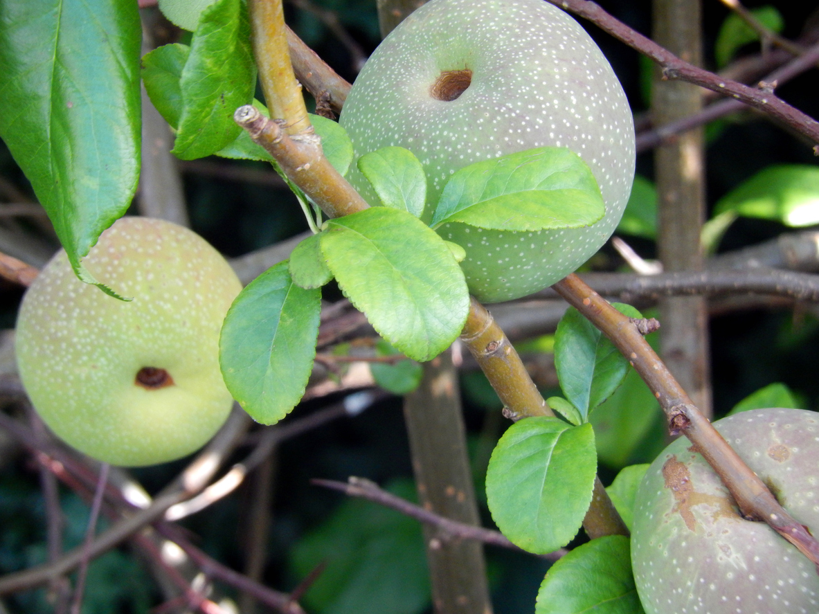 Ist die Japanische Zierquitte essbar? - Verwendungsideen