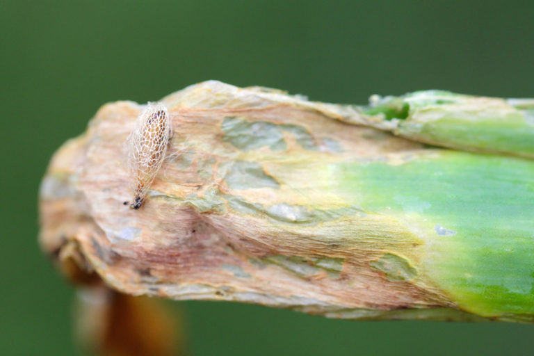 Knoblauch säen - So setzen Sie die Knollen in Ihren Garten