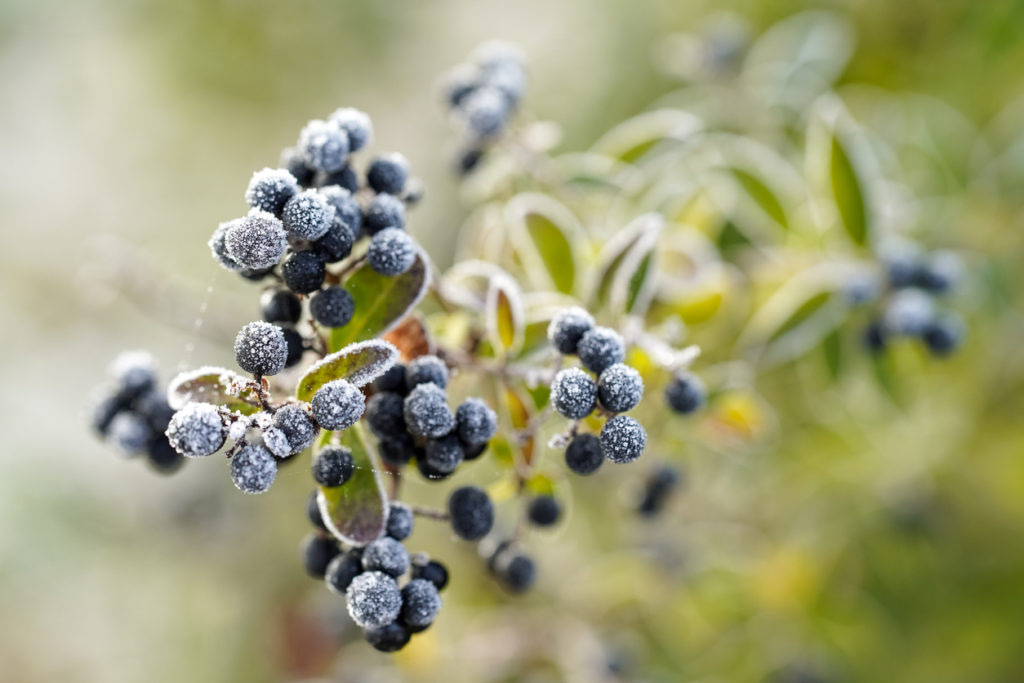 Privet Care in Winter: Tips for Cold Weather