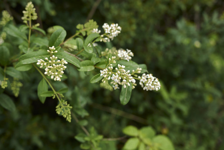 Liguster Hecke - Die besten Tipps