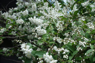 Liguster Pflanzzeit - Wann ist die beste Zeit?