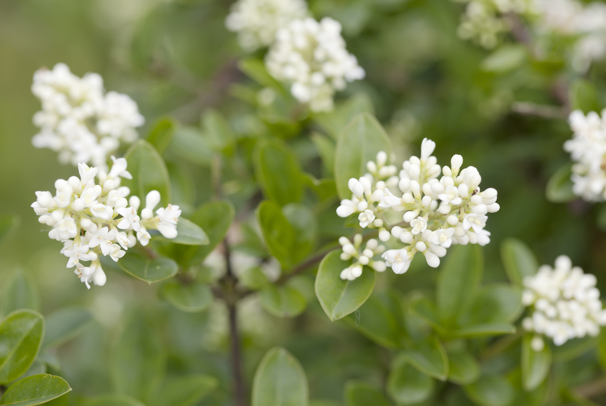 Liguster Winter - Tipps für die kalte Jahreszeit