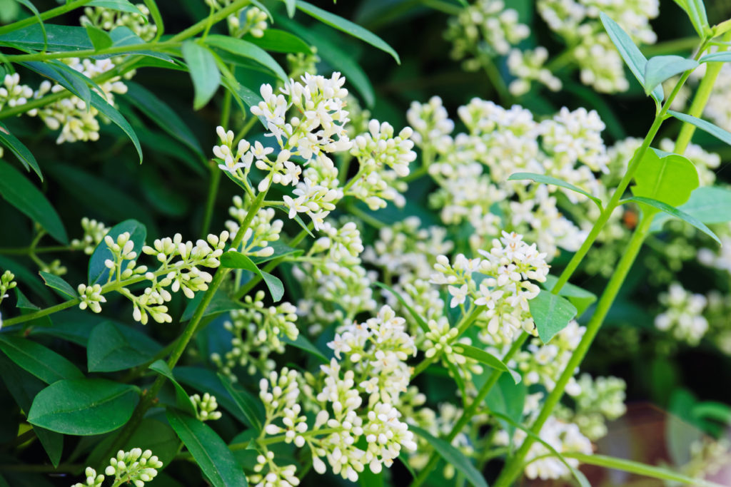 Liguster Steckbrief - Lernen Sie die Pflanze kennen
