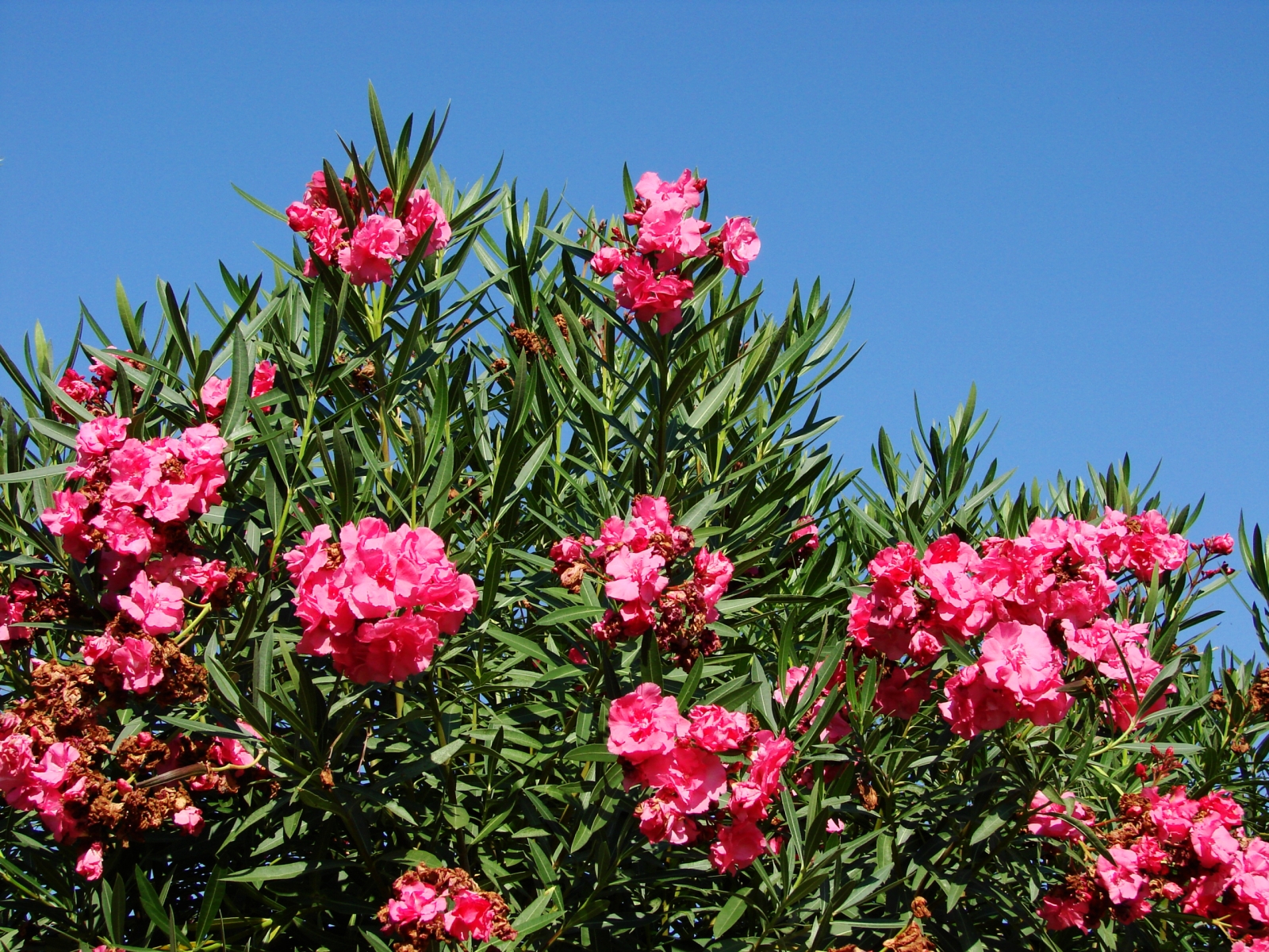 Oleander Als Zimmerpflanze