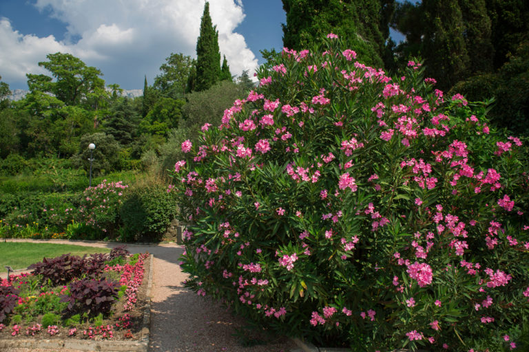 Oleander Blütezeit - Wann beginnt die Saison?