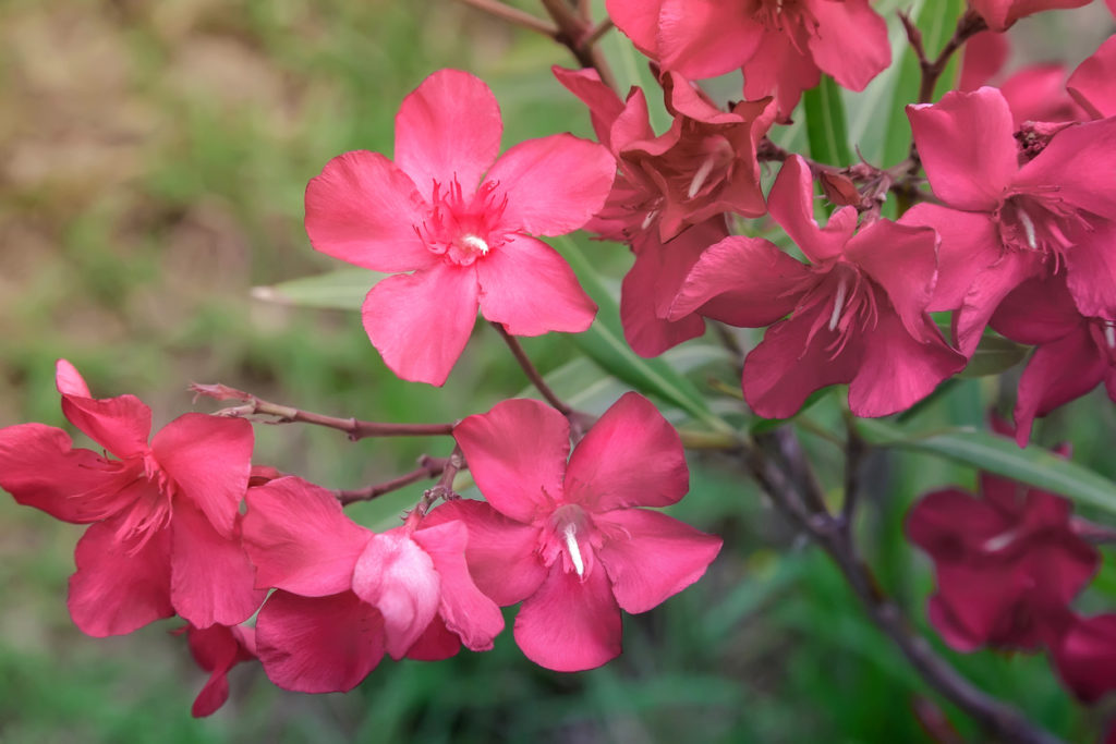 Oleander Dry Leaves After Winter: Causes & Solutions