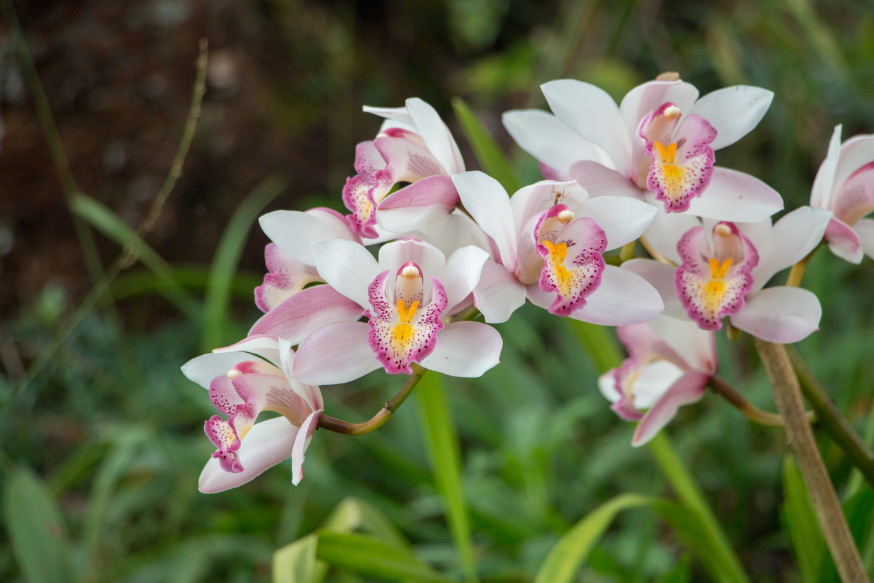 Orchideen Herkunft - Woher stammt die schöne Pflanze?