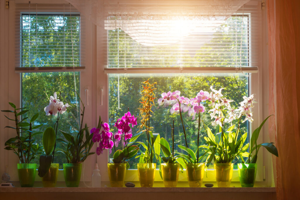 Orchideen Steckbrief - Lernen Sie die Pflanze kennen