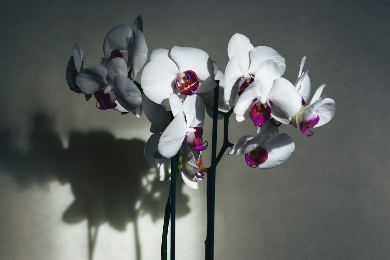 Orchidee Blütezeit - Wann beginnt und endet sie?