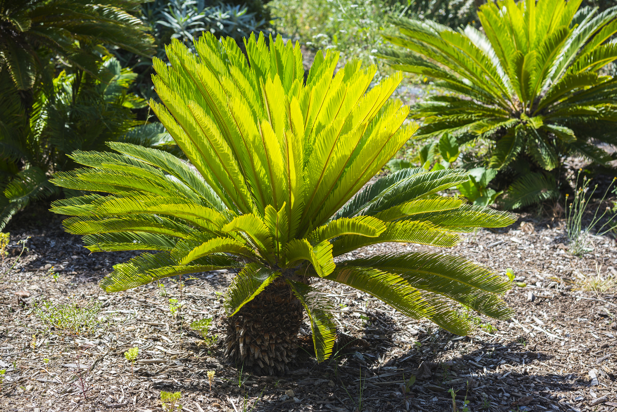 Why Is My Sago Palm Turning Yellow? Causes & Fixes