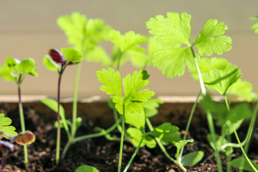 How to Grow Parsley: Planting Tips & Quick Guide