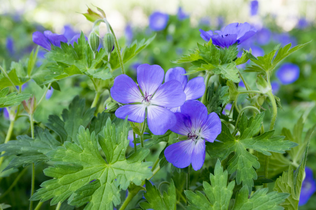 How to Propagate Rozanne Geraniums: Best Tips