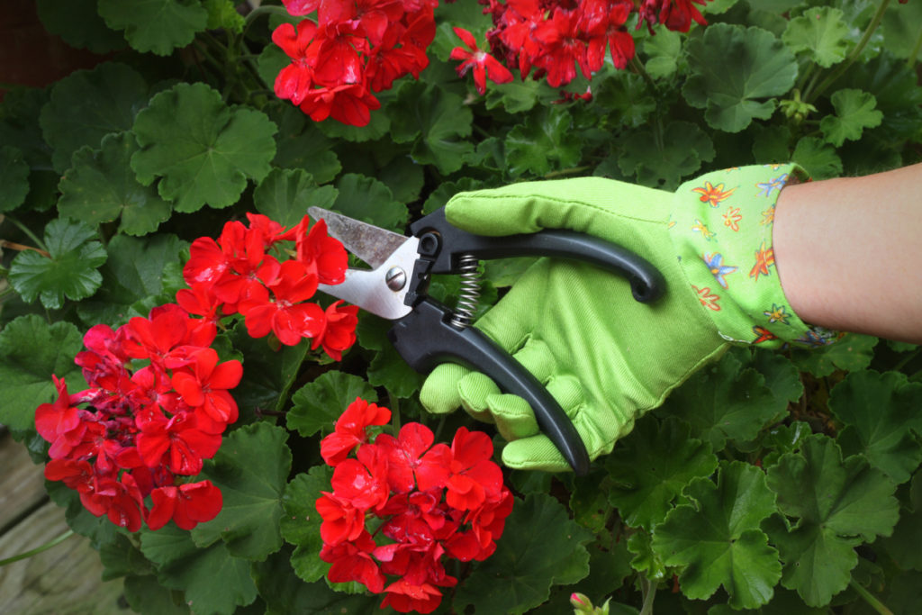 How to Prune Geraniums: Expert Cutting Tips