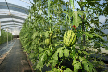 Wassermelone Im Gewchshaus