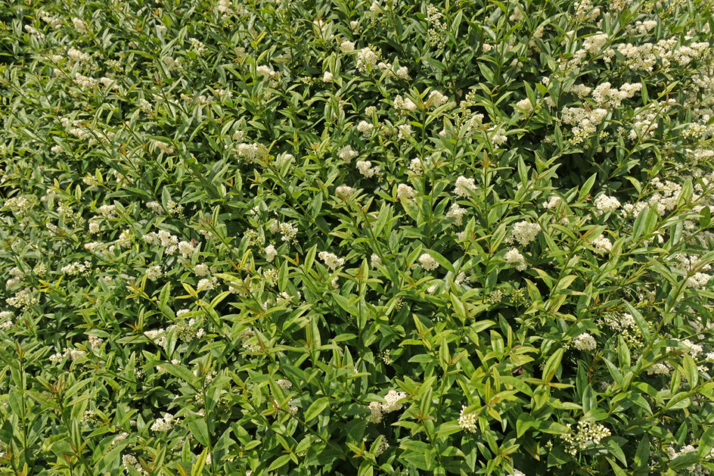 Liguster kombinieren - Die schönsten Kombinationen für Ihren Garten