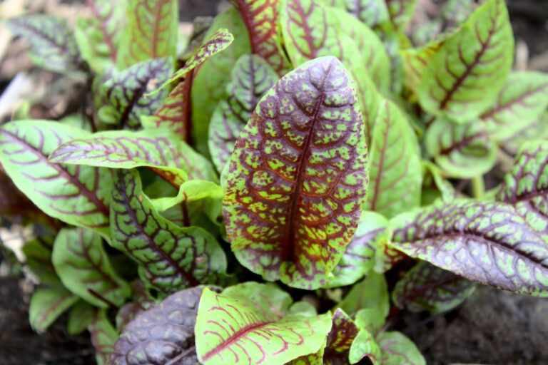 Blutampfer winterhart - Wie viel Kälte verträgt die Pflanze?