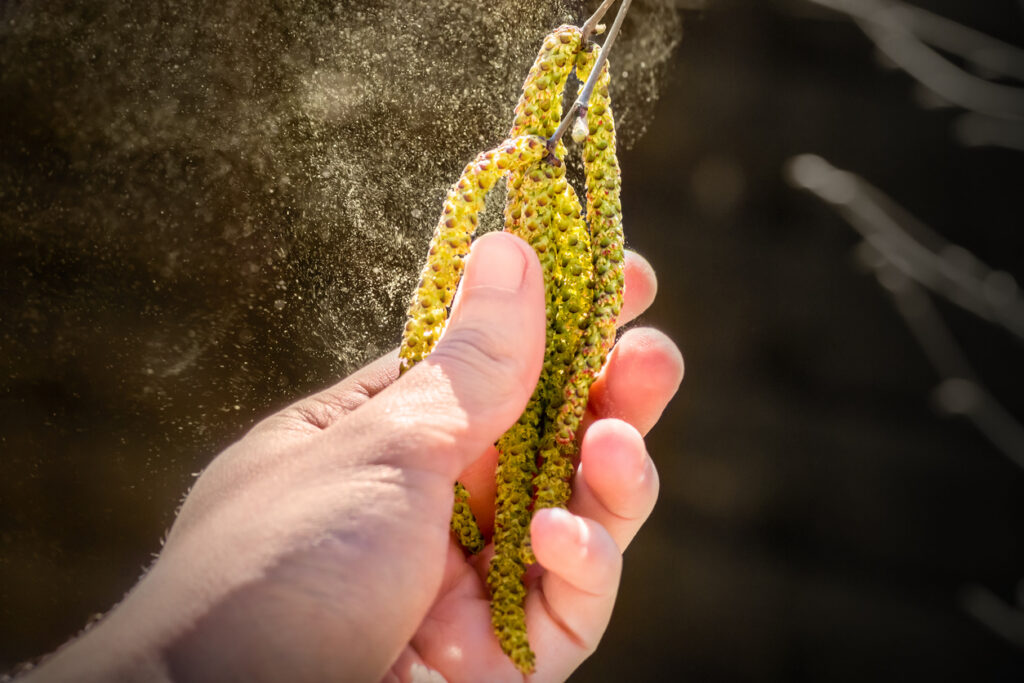 Eberesche Frucht - Tipps zur Verarbeitung