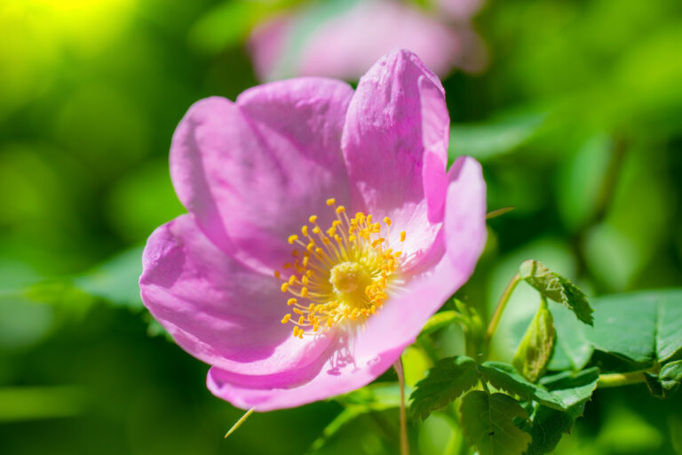 Heckenrose Steckbrief - Lernen Sie die Pflanze kennen