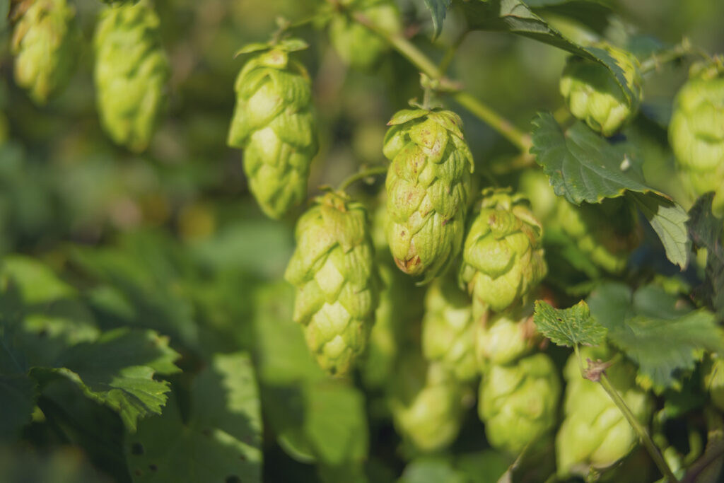 Die Frucht von Hopfen - Das sind die Merkmale