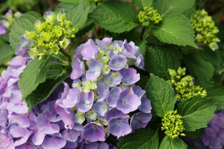 Botanischer Name der Hortensie - Wie lautet er?
