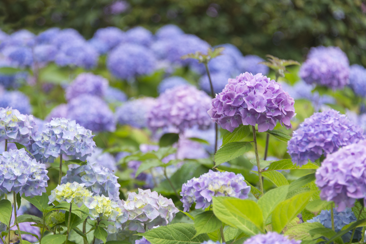 Hortensie Geht Ein