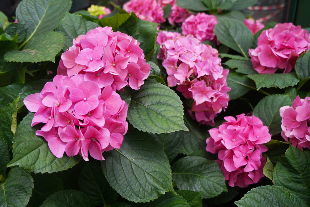 How to Treat and Prevent Powdery Mildew on Hydrangeas