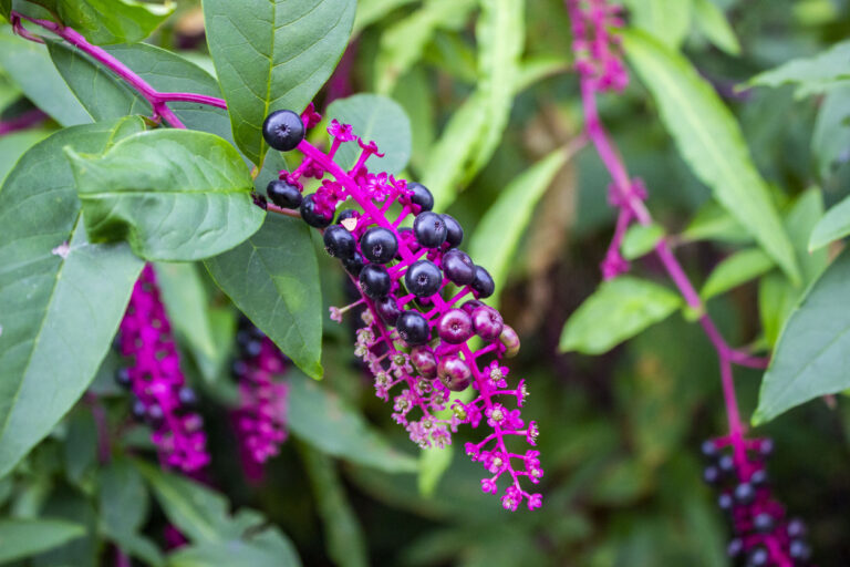 Apfelbaum vermehren - So ziehen Sie neue Pflanzen