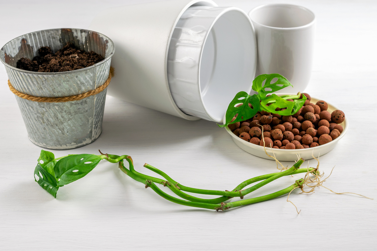Ableger von der Monstera - So gelingt die Vermehrung