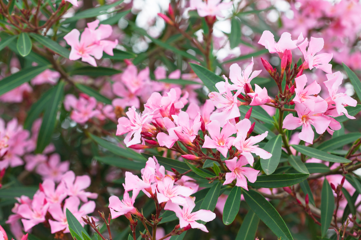 Oleander Blütezeit - Wann beginnt die Saison?