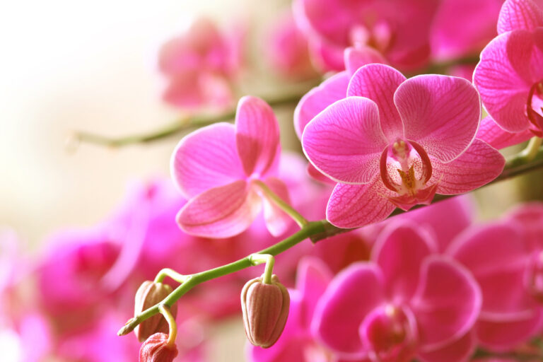 Die 7 beliebtesten wilden Orchideen