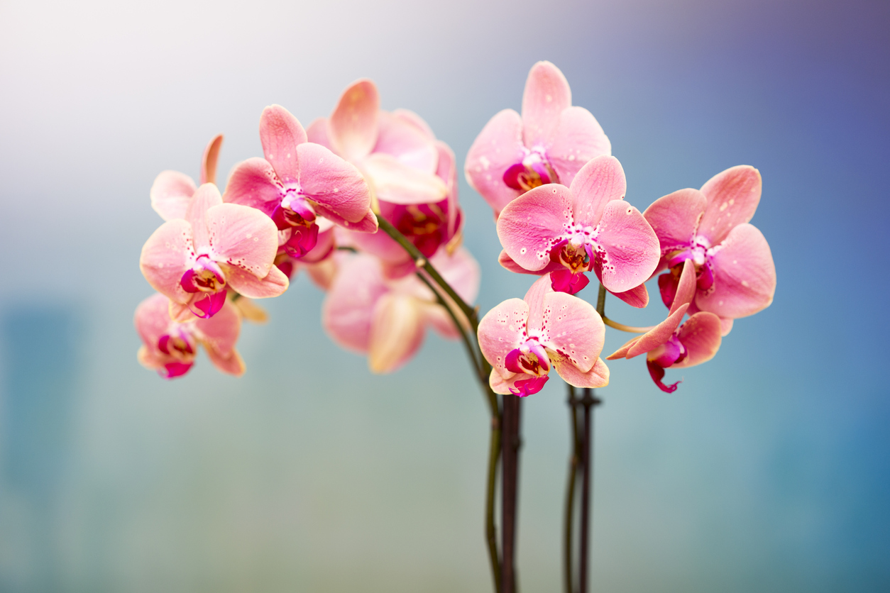 Orchideen kleben - Woher kommt's und was kann man tun?