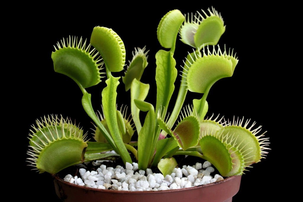 Best Soil for Venus Flytraps: A Complete Guide