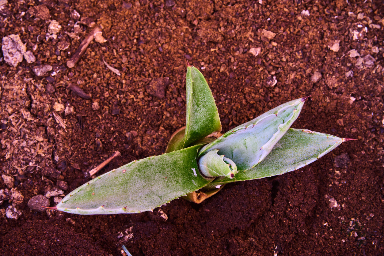 How to Propagate Agave: Tips for Growing Offsets