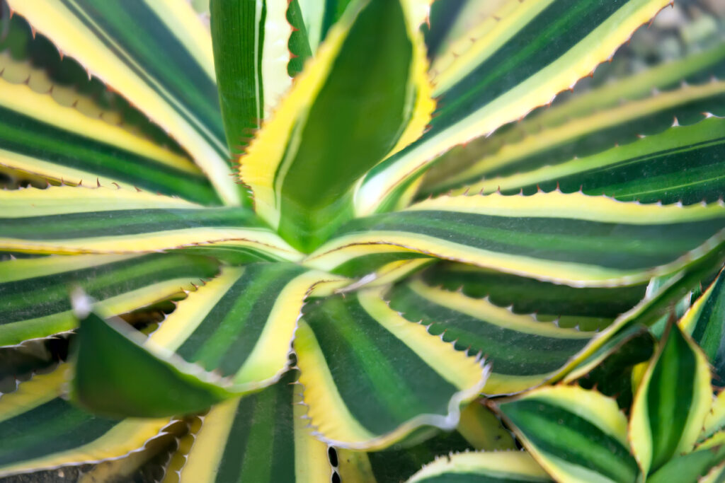 Agave Blooms: Everything You Need to Know