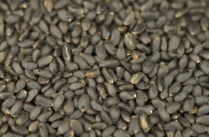 Der Samen der Eiche - Tipps zur Vermehrung